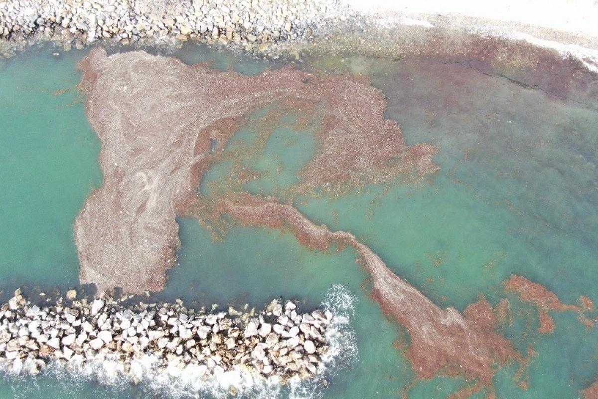 İstanbul’da çirkin manzara: Sahilde deniz çekildi, yer yer kirlilik ...